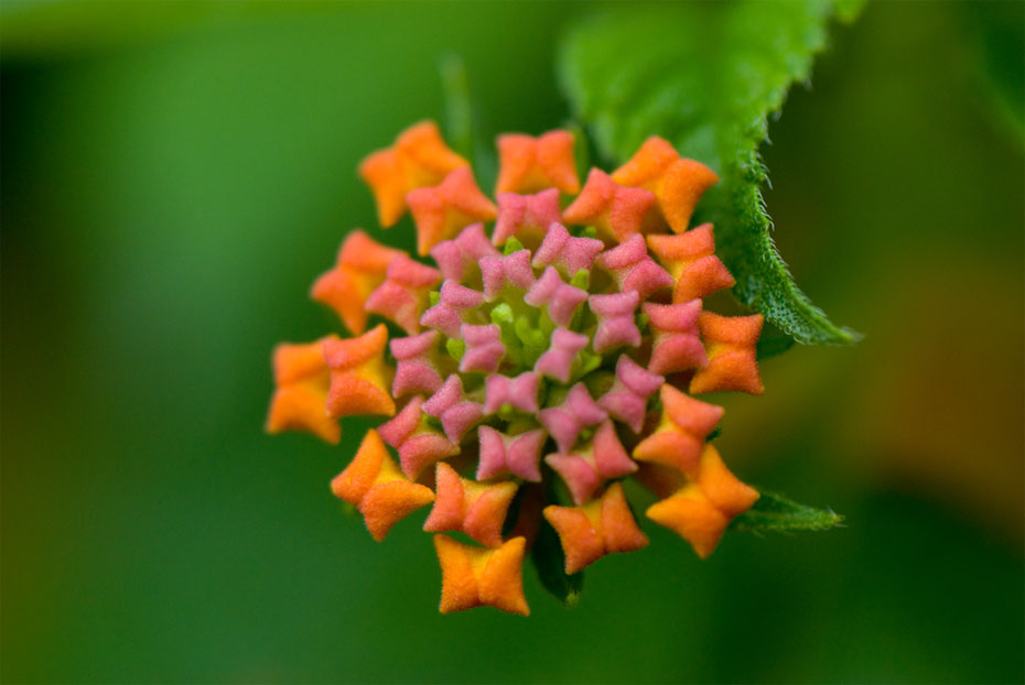 Philippine Flora & Fauna | David Delmar Nature Photography | Tropical ...
