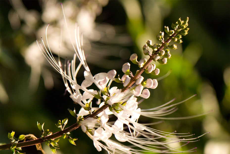 Philippine Flora & Fauna | David Delmar Nature Photography | Tropical ...