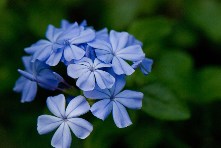 Philippine Flora & Fauna | David Delmar Nature Photography | Tropical ...